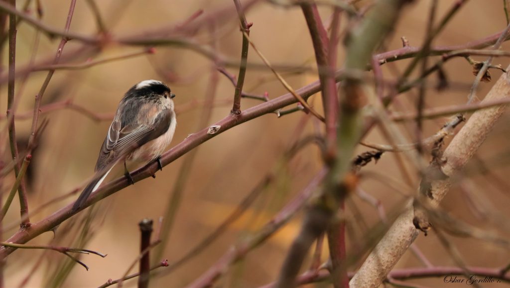 Aegithalus caudatus – En Ruta Natura